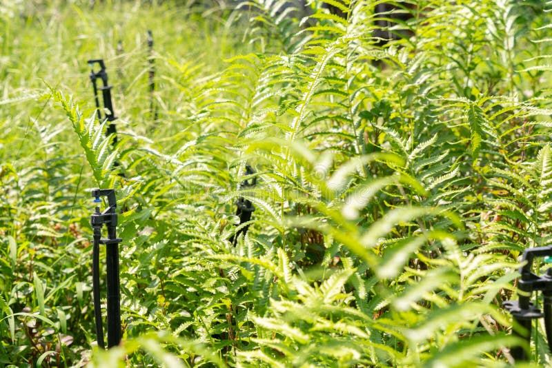 Sprinkler Heads in the Garden Stock Photo - Image of object, tool ...