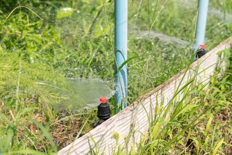 Sprinkler Heads in the Garden Stock Image - Image of green, vegetable ...