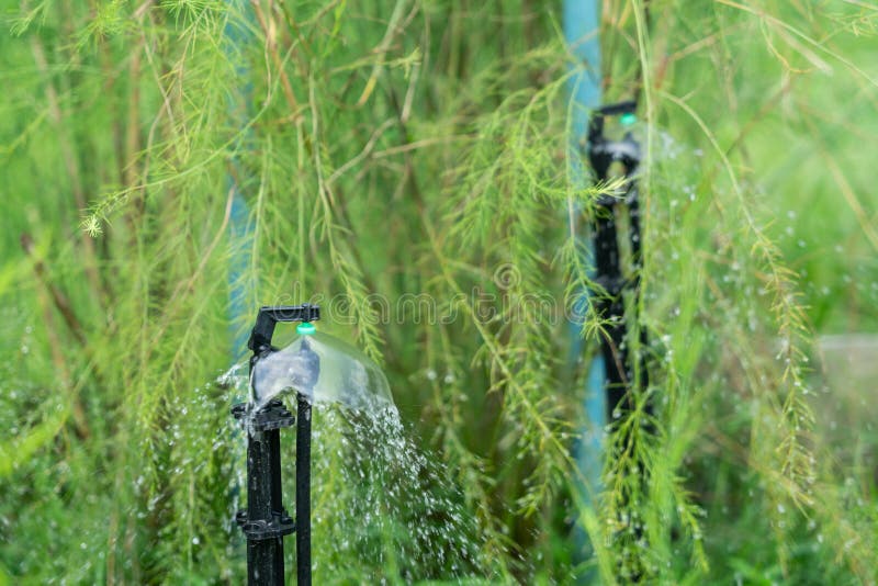 Sprinkler Heads in the Garden Stock Photo - Image of backyard, natural ...