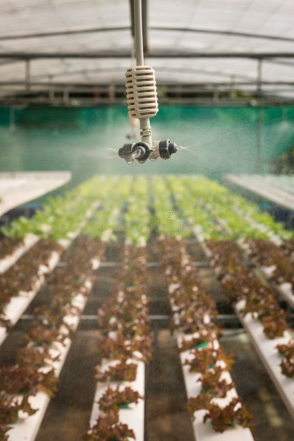 Sprinkler in Hydroponics Vegetable Farm Stock Photo - Image of ...