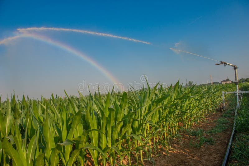 Sprinkler Irrigation of a Corn Field Stock Photo - Image of rainbow ...