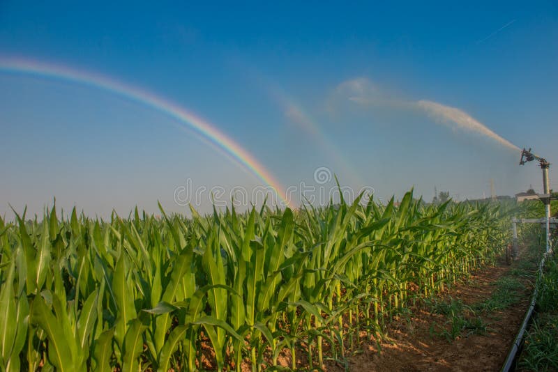 Sprinkler Irrigation of a Corn Field Stock Image - Image of harvest ...