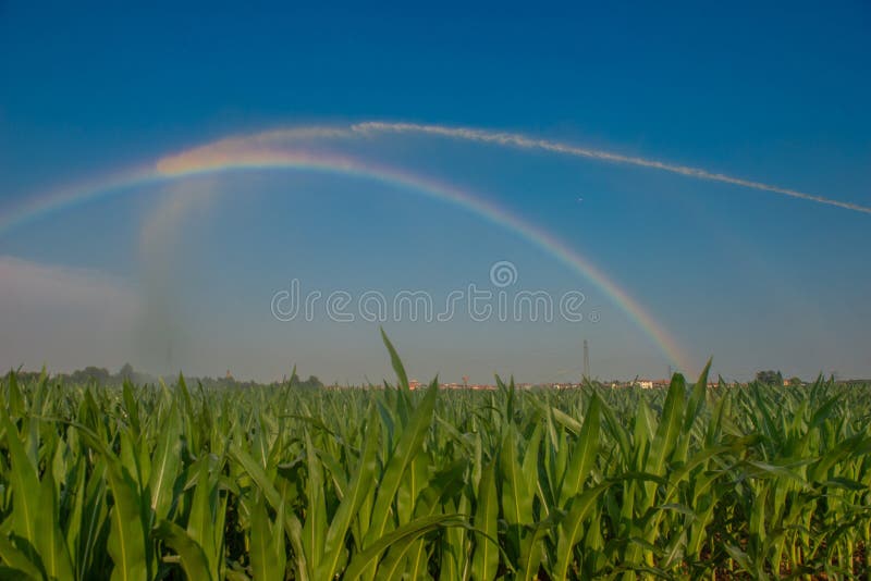 Sprinkler Irrigation of a Corn Field Stock Photo - Image of wetting ...