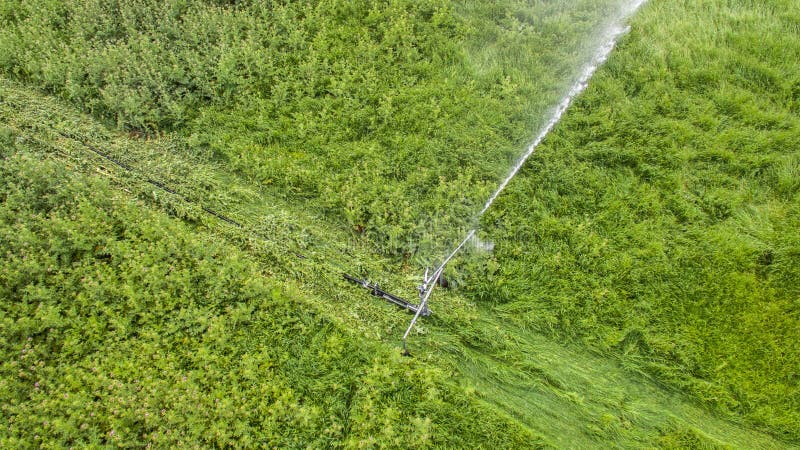Sprinkler Irrigation Seen from Above with Drone Stock Image - Image of ...