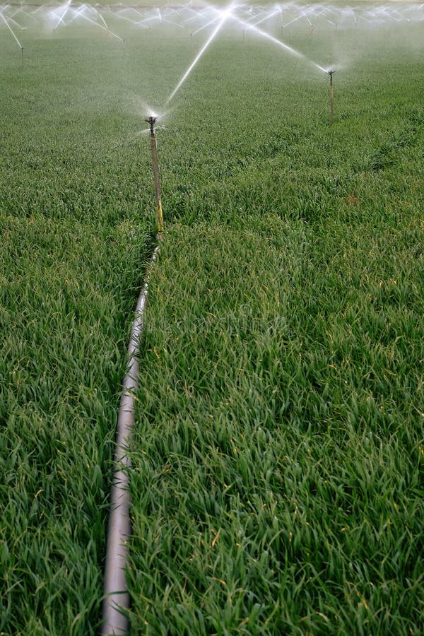 Sprinkler Irrigation System Spraying Water on Field Stock Image - Image ...