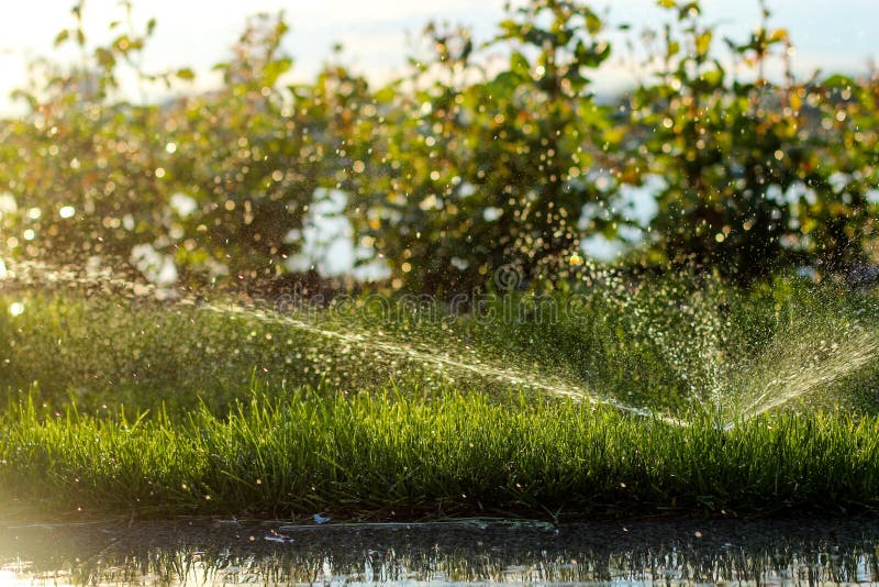 Sprinkler Splashing Water on Grass in Sunset Sunlight Stock Image ...