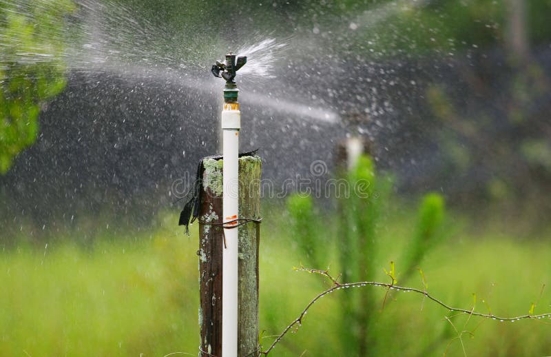 Sprinkler spraying stock image. Image of plants, irrigation - 2686315