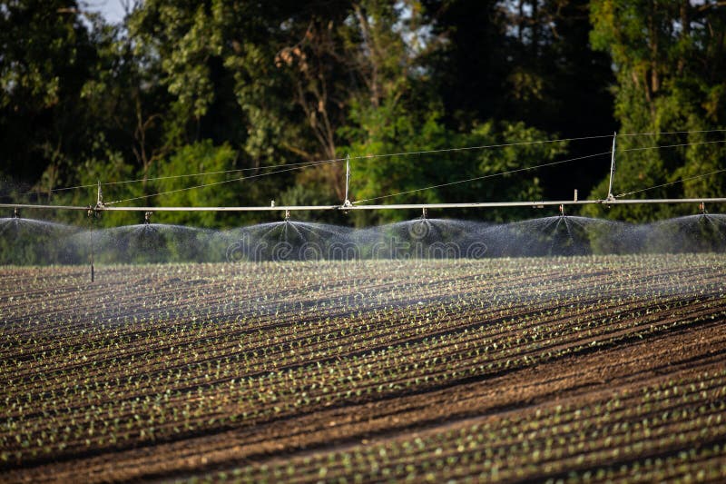 Sprinkler on a Vegetable Field Stock Photo - Image of food, industrial ...