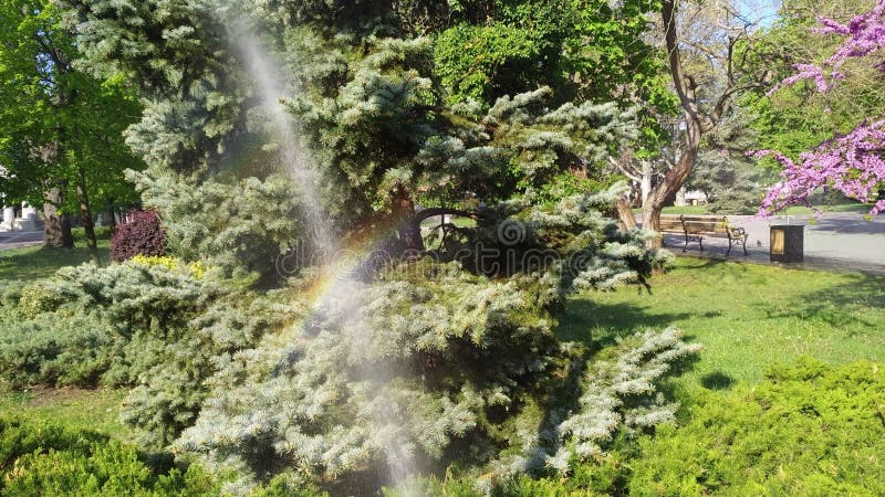 Sprinkler Sprinkles Water on the Watering of Trees Stock Video - Video ...