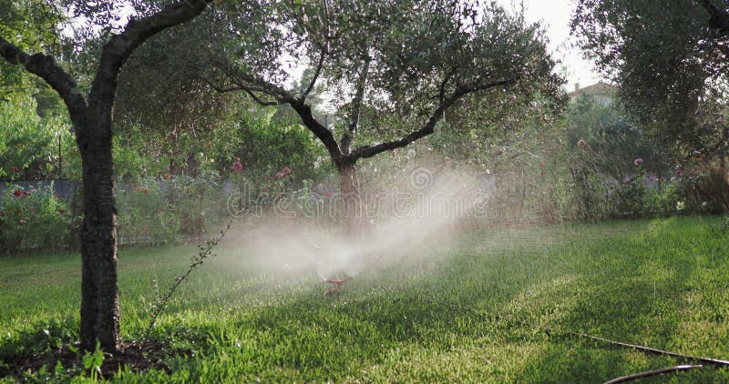 Sprinkler Activation in Olive Grove Stock Footage - Video of nature ...