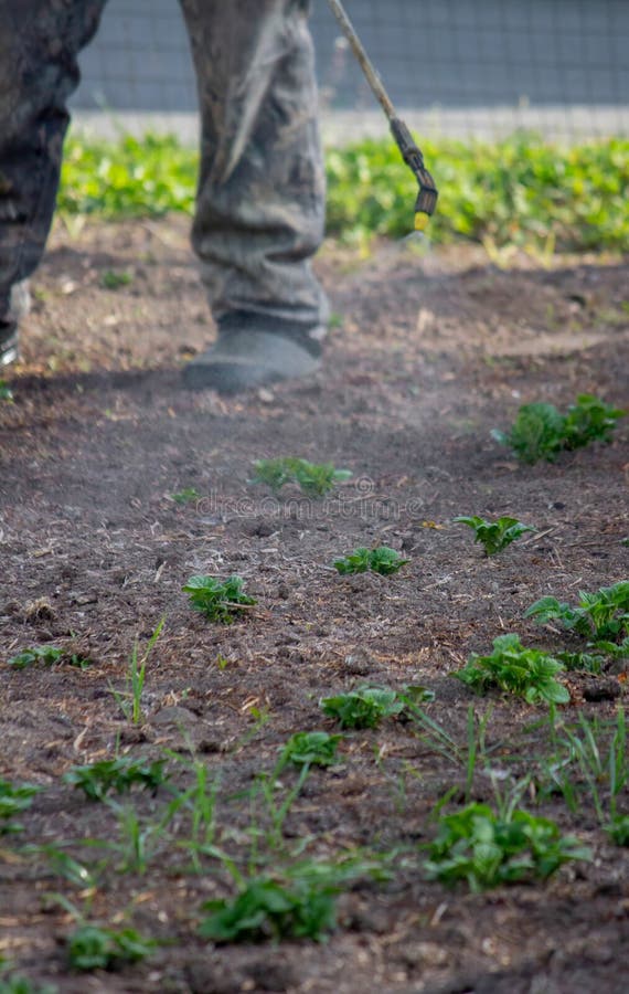 Sprinkles Weeds on Potatoes. Weed Control Stock Image - Image of growth ...