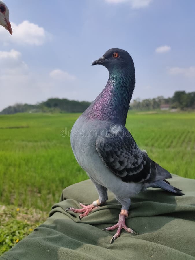 This is a Sprint Racing Pigeon Capable of Flying at a Speed of 100 Km ...