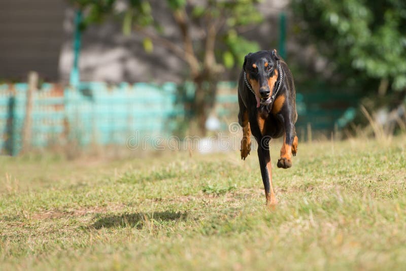 781 Doberman Running Stock Photos - Free & Royalty-Free Stock Photos ...