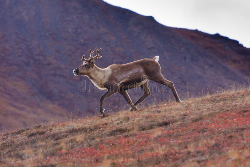 Sprinting Caribou stock image. Image of running, animal - 20303315