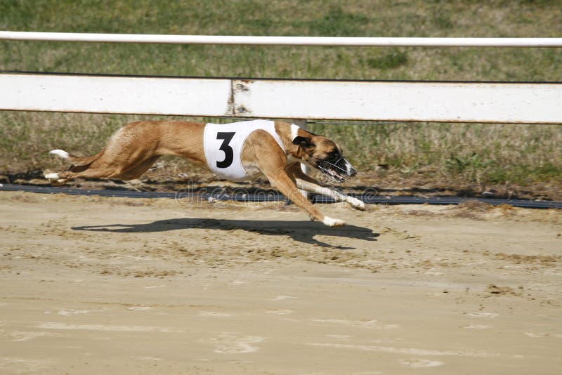Sprinting Dynamic Greyhound on the Race Course Editorial Image - Image ...