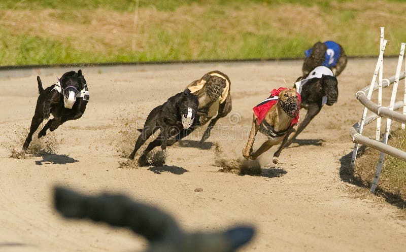 Sprinting Dynamic Greyhound on the Race Course Stock Photo - Image of ...
