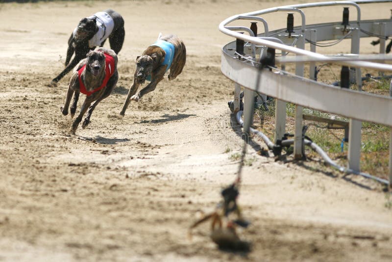 Sprinting greyhounds stock image. Image of champion, greyhounds - 552207