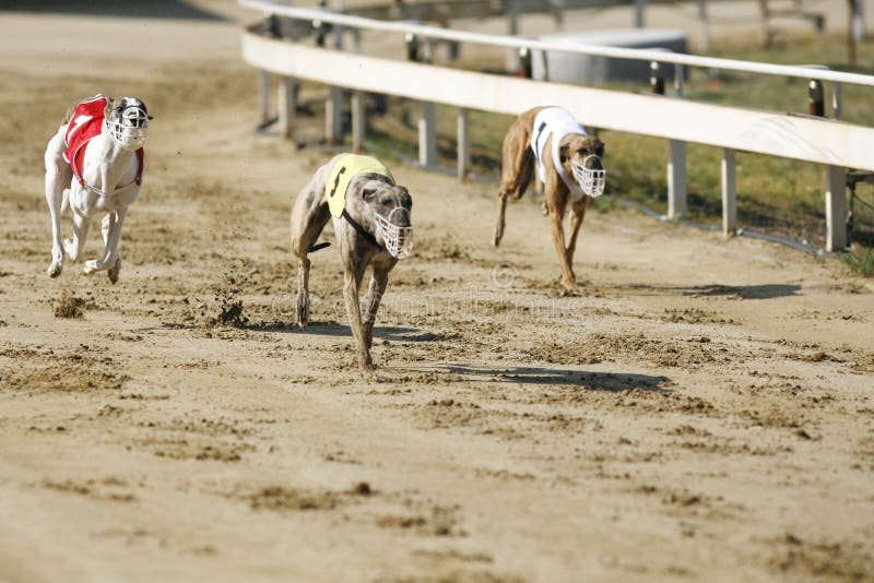 Sprinting greyhounds stock photo. Image of greyhound, movements - 545364
