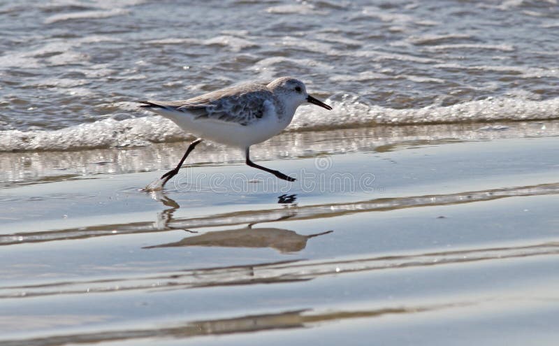 Sprinting Sanderling stock image. Image of flight, solo - 35056783