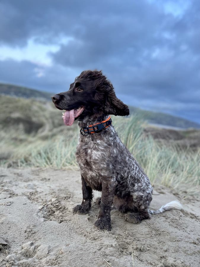 Sprocker Playing at the Beach Stock Photo - Image of sprocker, love ...