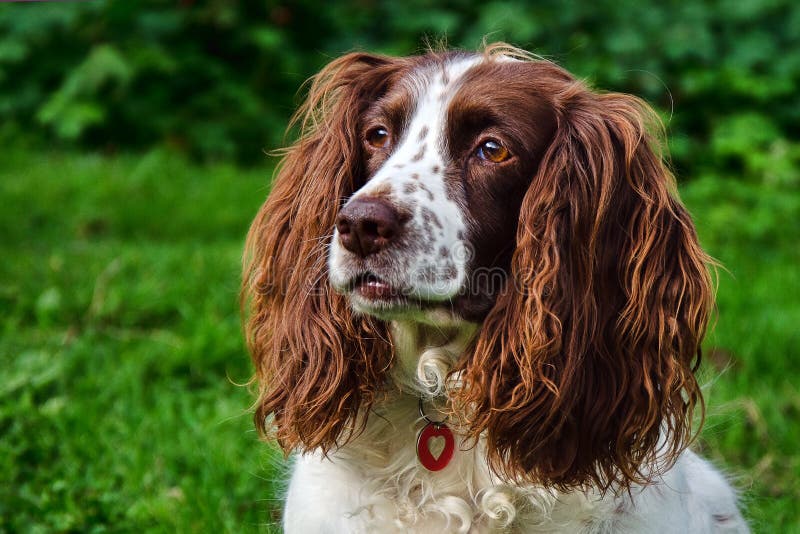 Sprocker Spaniel stock photo. Image of alert, sprocker - 36335680