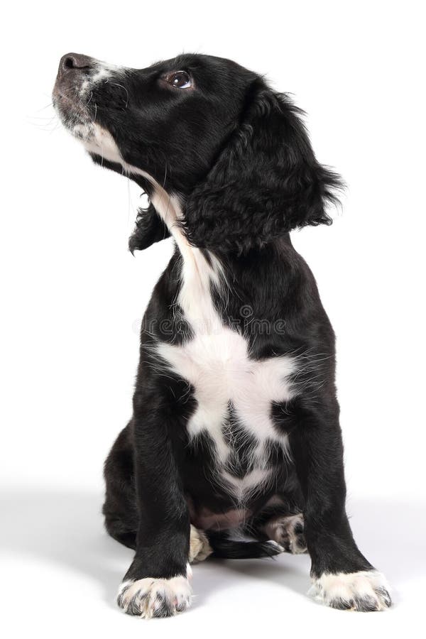 105 Sprocker Spaniel Stock Photos - Free & Royalty-Free Stock Photos ...