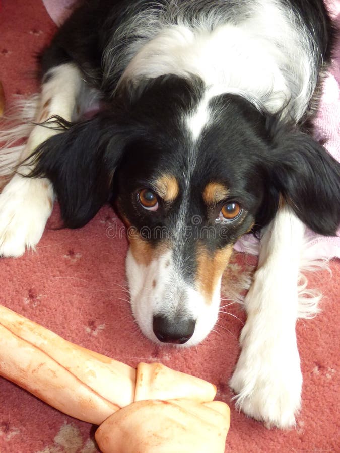 Sprolly stock photo. Image of cute, carpet, bone, sprolly - 76713962