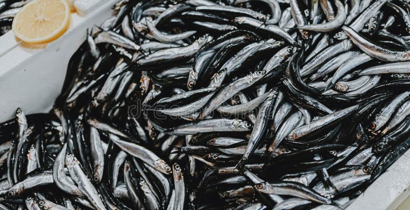 Vis-sprot stock foto. Image of vissen, sprot, producten - 86540300