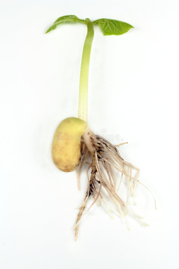 Sprout stock photo. Image of botany, plant, nature, background - 17836144