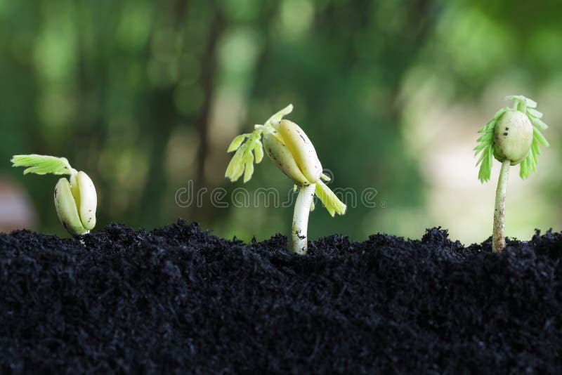 Sprout stock photo. Image of opening, seed, life, grow - 20085554