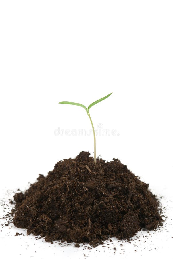 Sprout stock photo. Image of opening, seed, life, grow - 20085554