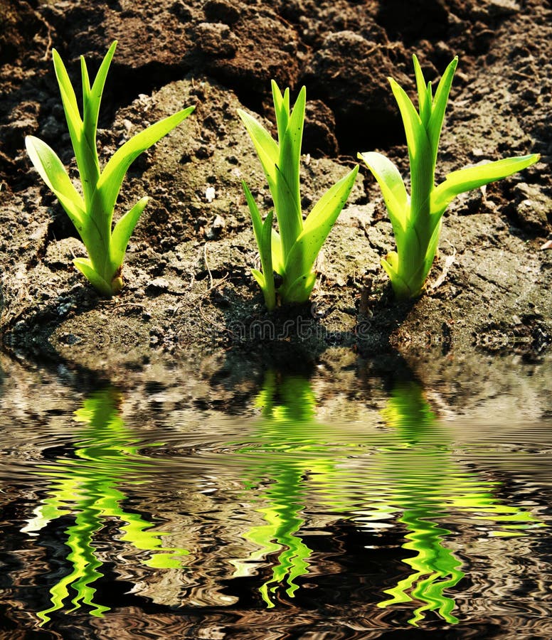 Sprout stock photo. Image of garden, flora, conservation - 4791302