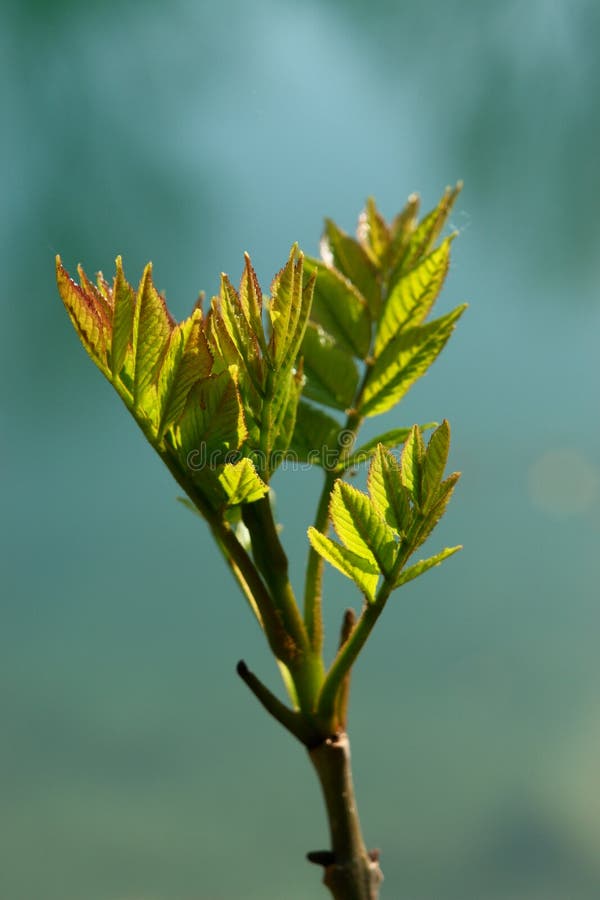 Sprout stock photo. Image of grow, flora, close, beauty - 7253744