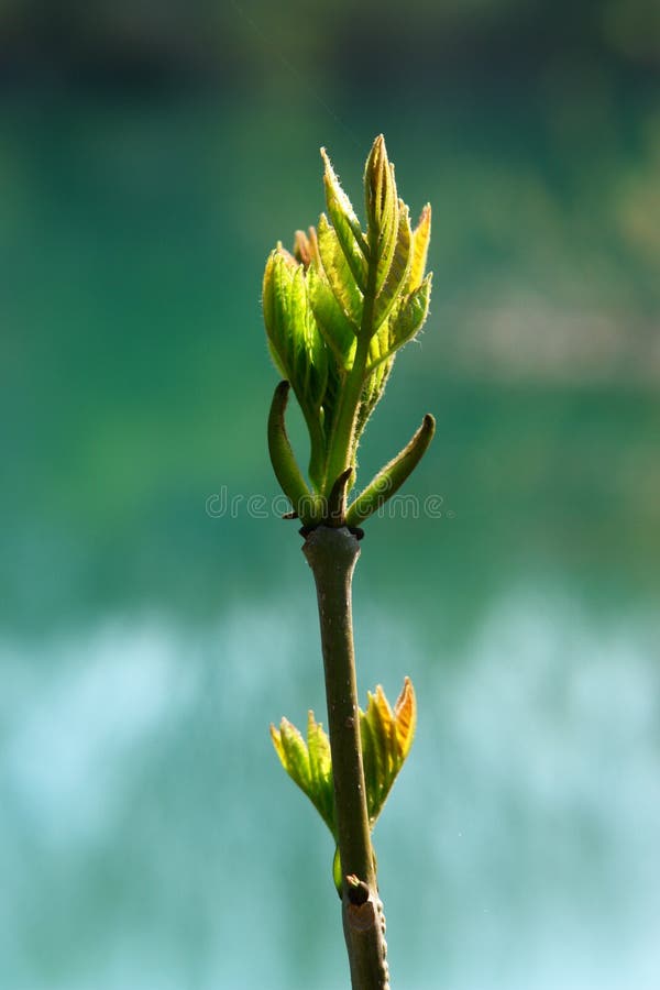 Sprout stock photo. Image of beauty, fresh, life, growing - 7253746