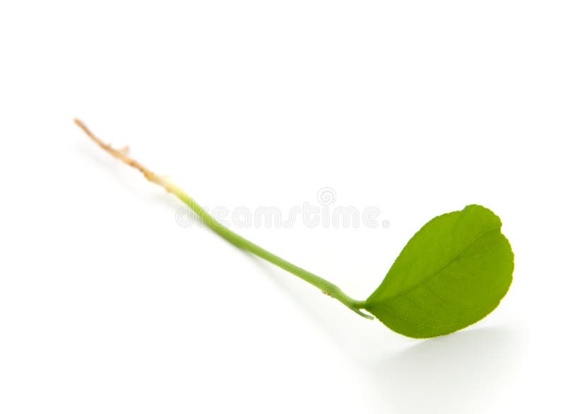 Sprout Picture. Image: 8941715