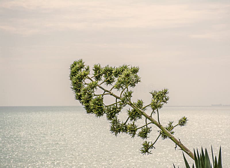 Sprout of Agave on the Sea Background Stock Photo - Image of clouds ...