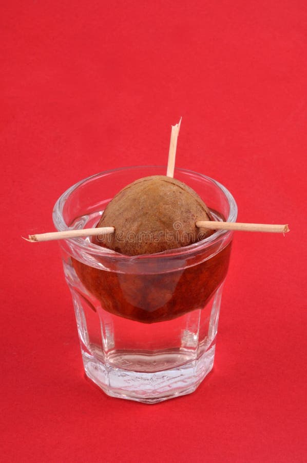 Sprout an Avocado Kernel in a Glass of Water Close-up on a Red ...