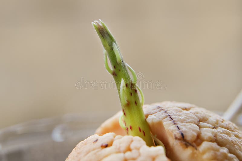 Sprout avocado seed stock image. Image of water, germinate - 103077109