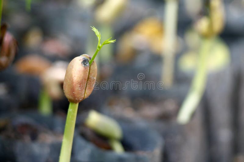 The sprout of baby plant. stock image. Image of nature - 27562875
