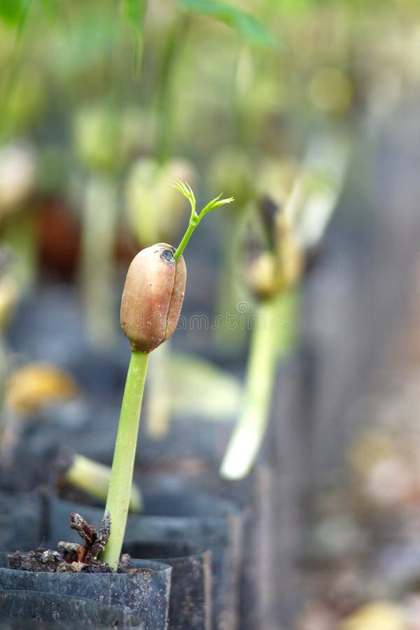 The sprout of baby plant. stock photo. Image of botany - 27562880