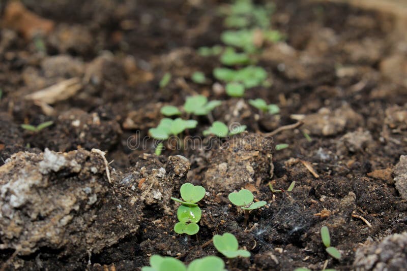 Sprout stock image. Image of tranquil, environment, stratosphere ...