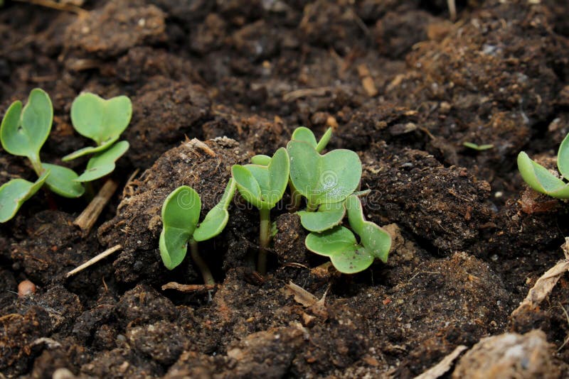 Sprout stock photo. Image of white, blue, fluffy, green - 117775638