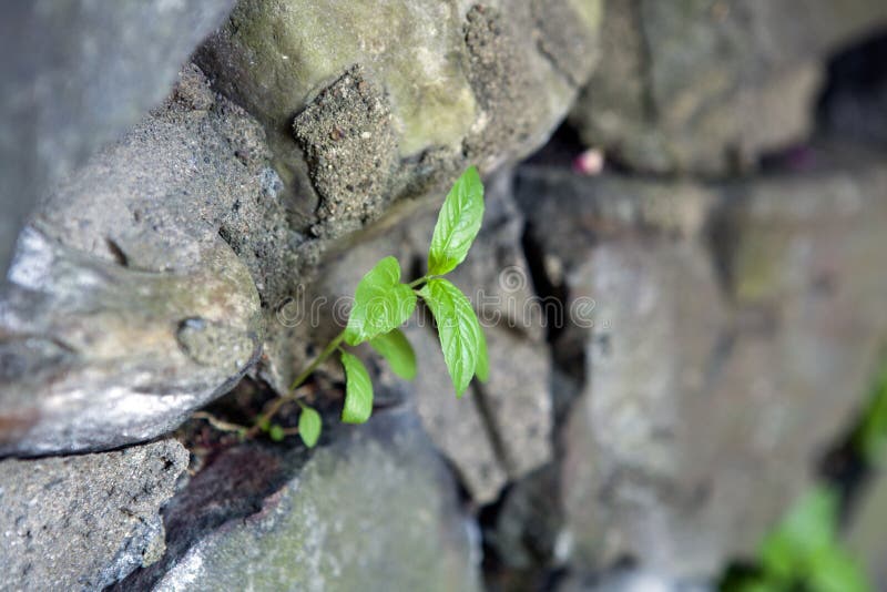 Sprout, Break through the Stone Wall Stock Photo - Image of granite ...
