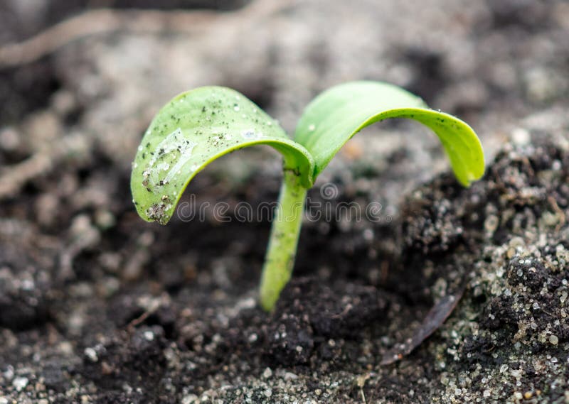 The Sprout Breaks through the Soil in Spring. Nature Stock Photo ...