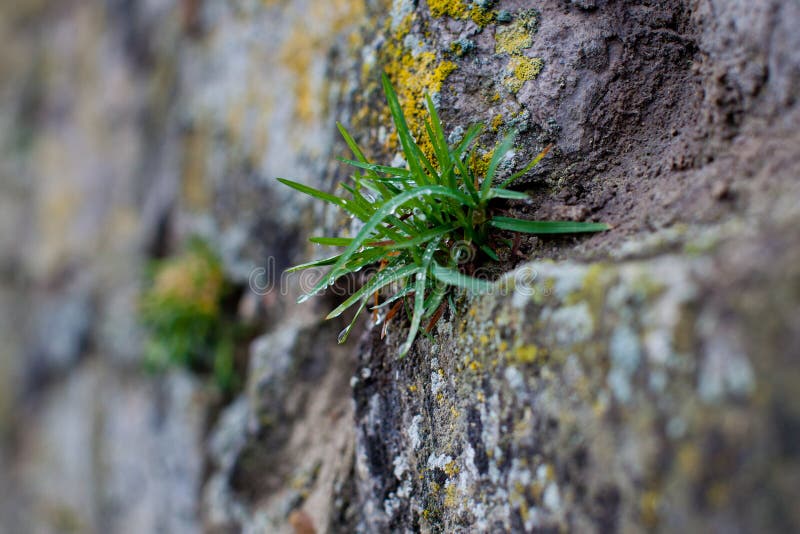 Sprout Breaks through the Stone Stock Image - Image of earth, season ...