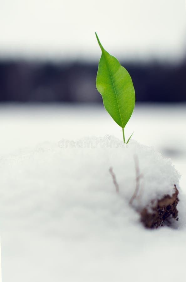 The Sprout Breaks through the Winter Snow Stock Image - Image of green ...