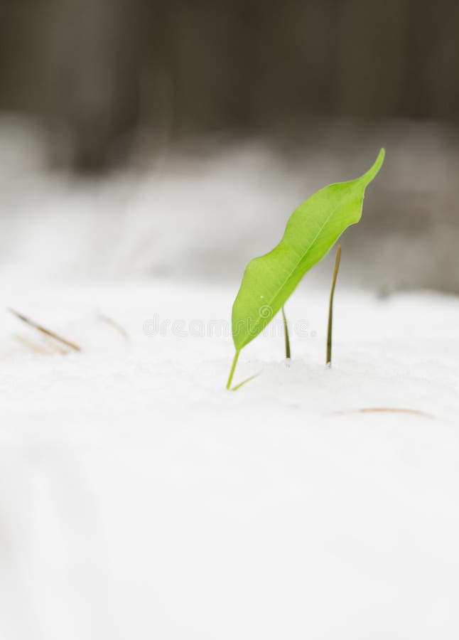 The Sprout Breaks through the Winter Snow Stock Image - Image of ...