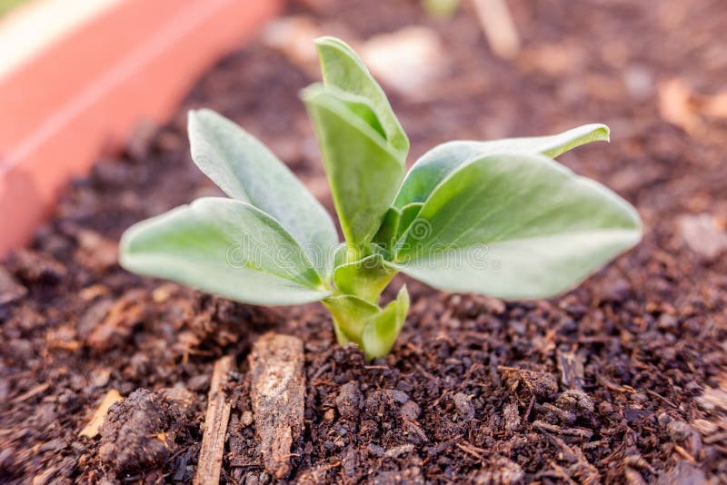 Sprout of a Broad Bean Plant -Vicia Faba Stock Photo - Image of green ...