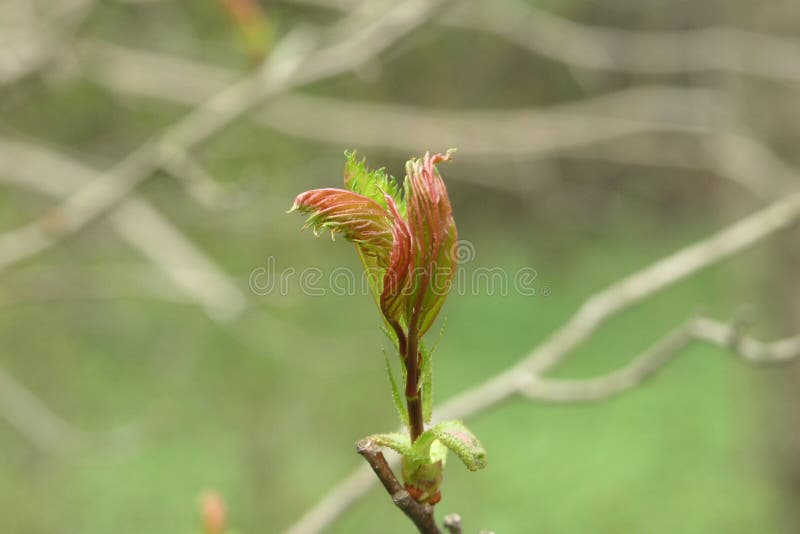 Sprout bud maple stock image. Image of green, vegetation - 39161887
