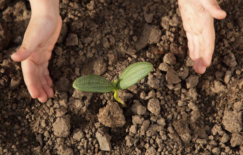 Bean seed germinating stock image. Image of spring, shoot - 4316533